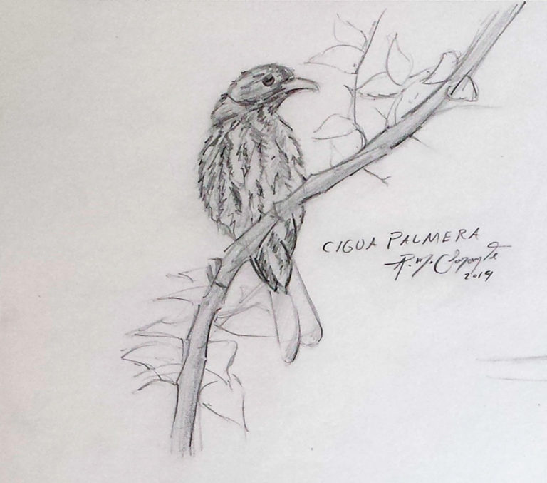 Aves endémicas de la Hispaniola a través del dibujo (1) - R. M. SARANTE ...